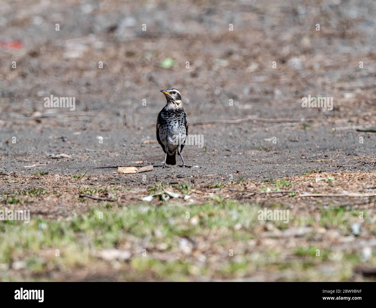 Japanese thrush hi-res stock photography and images - Alamy