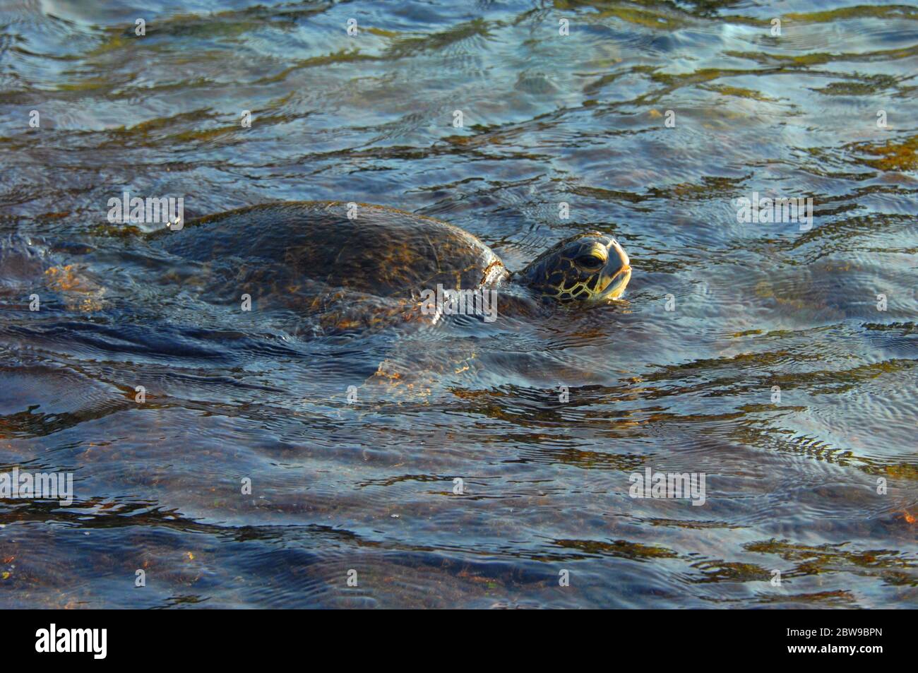 Green sea turtle swim in Honaunau Bay on the Big Island of Hawaii ...