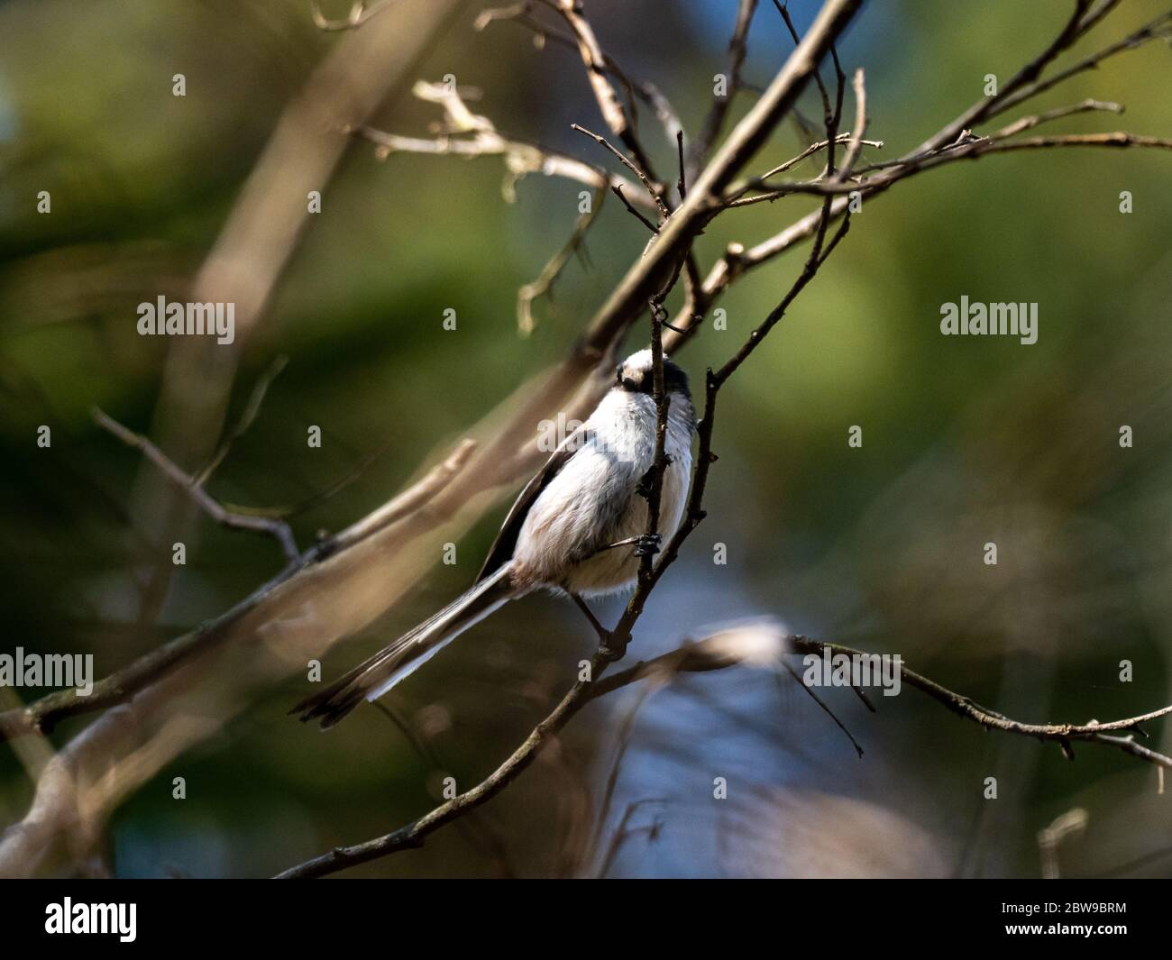 A cute little long-tailed bushtit, Aegithalos caudatus, perches in a ...