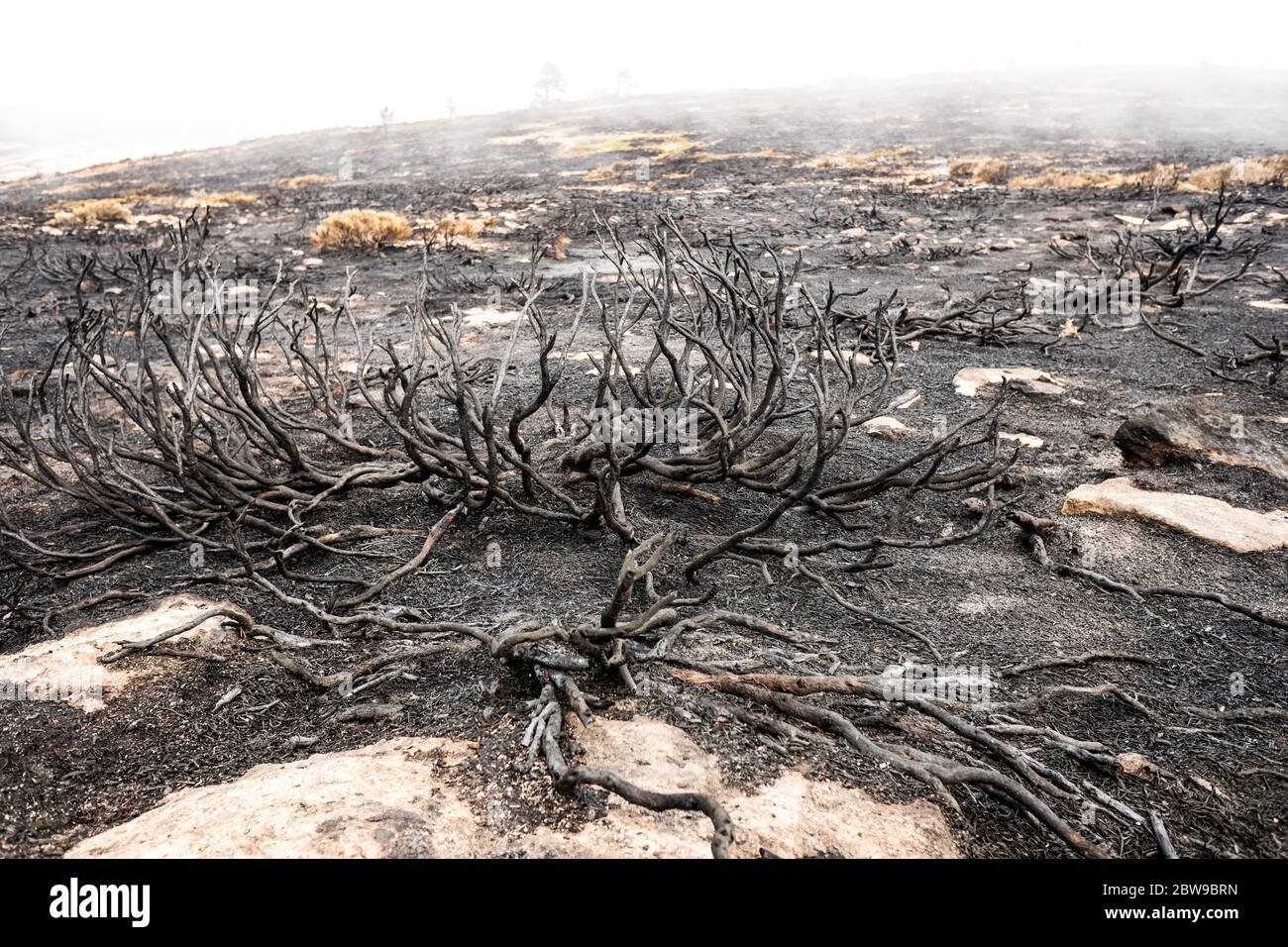 Mountain bush burned by a summer fire Stock Photo - Alamy
