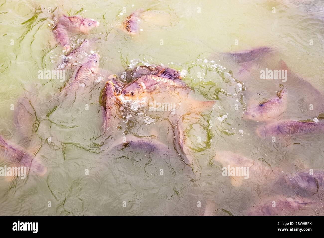 Animals competing for food hi-res stock photography and images - Alamy