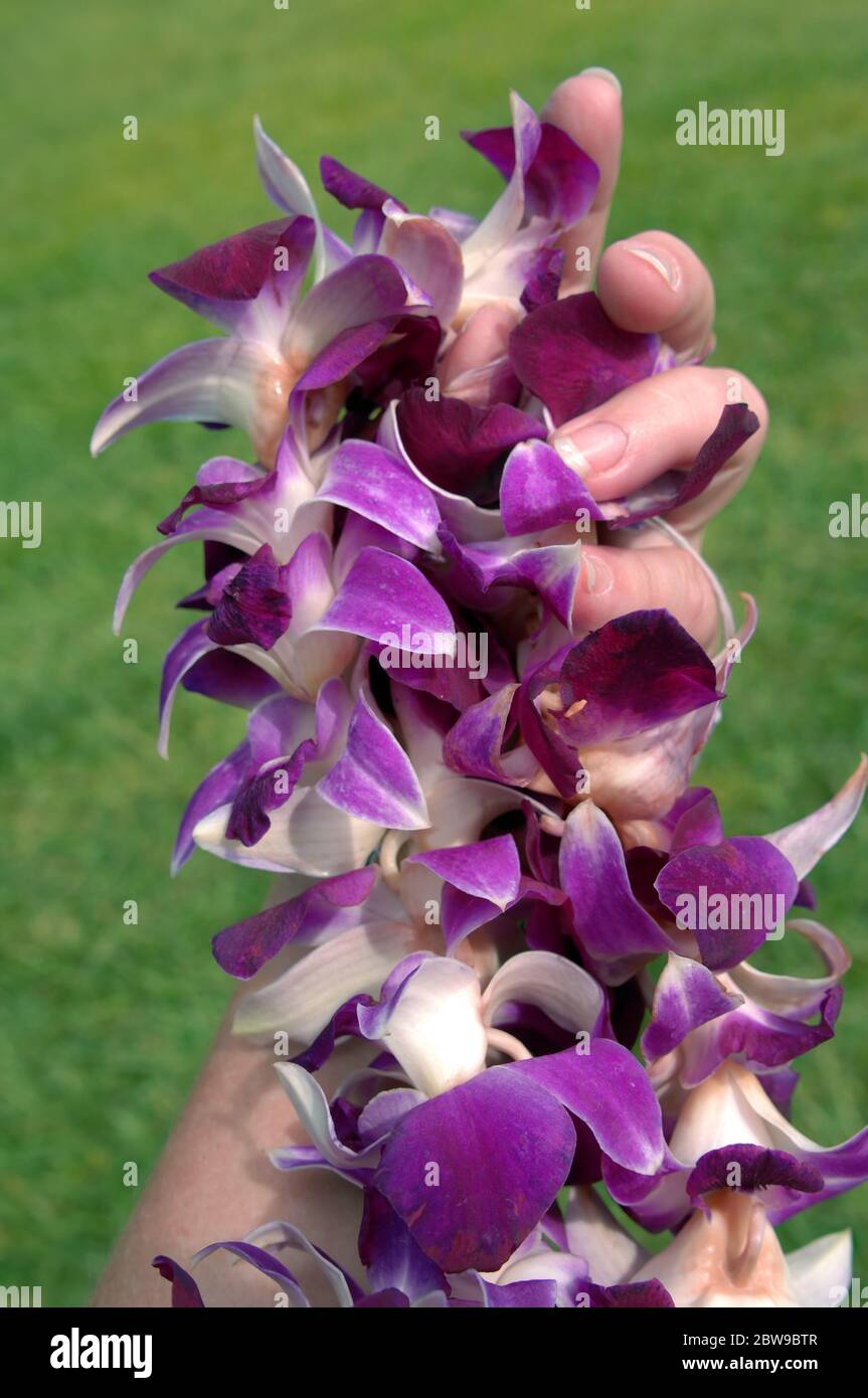Female tourist holds an orchid lei in her hands. Big Island of Hawaii ...
