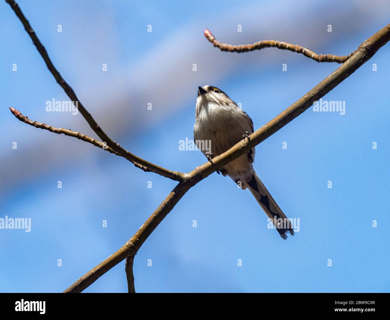 A cute little long-tailed bushtit, Aegithalos caudatus, perches in a ...