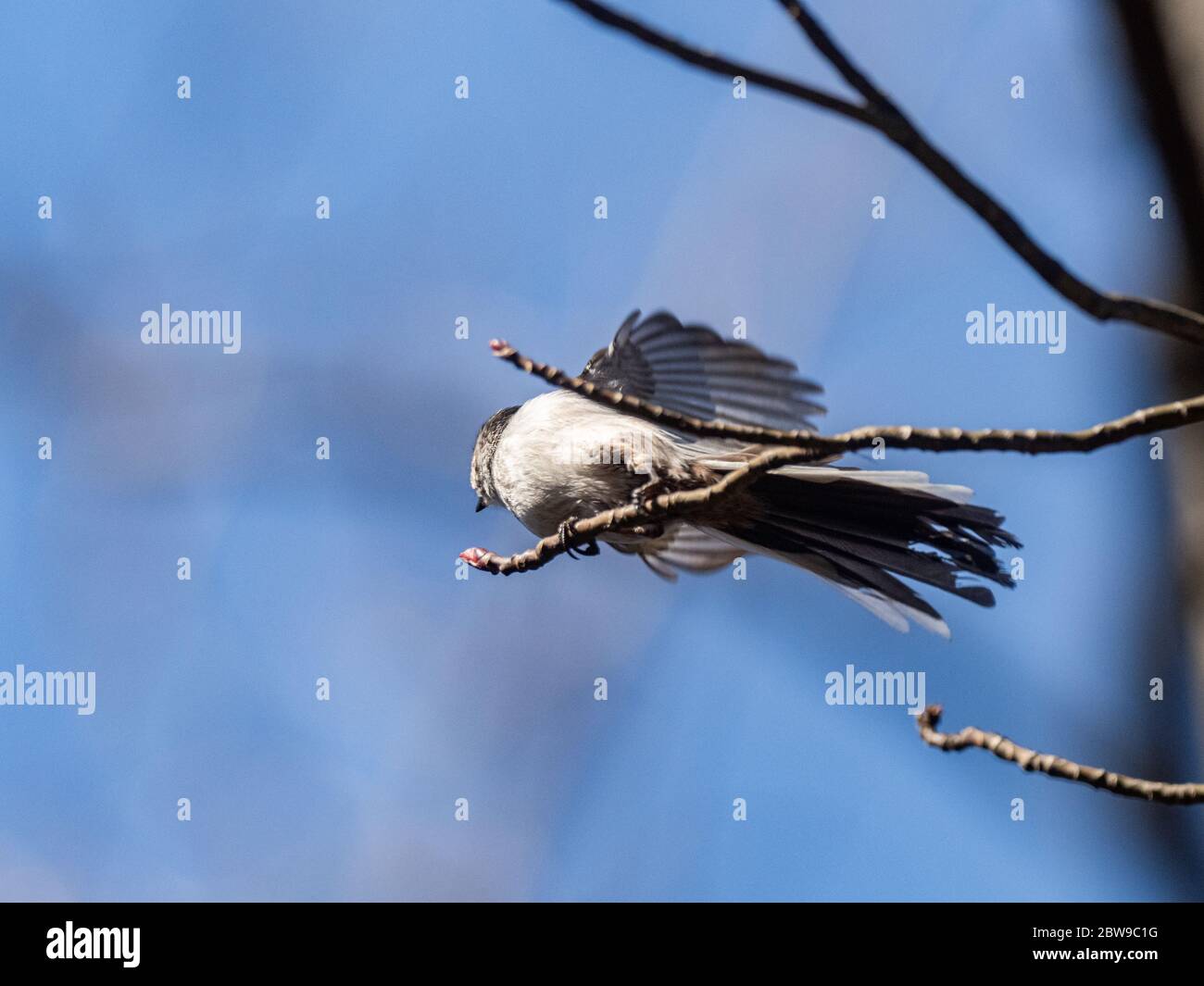 A cute little long-tailed bushtit, Aegithalos caudatus, perches in a ...