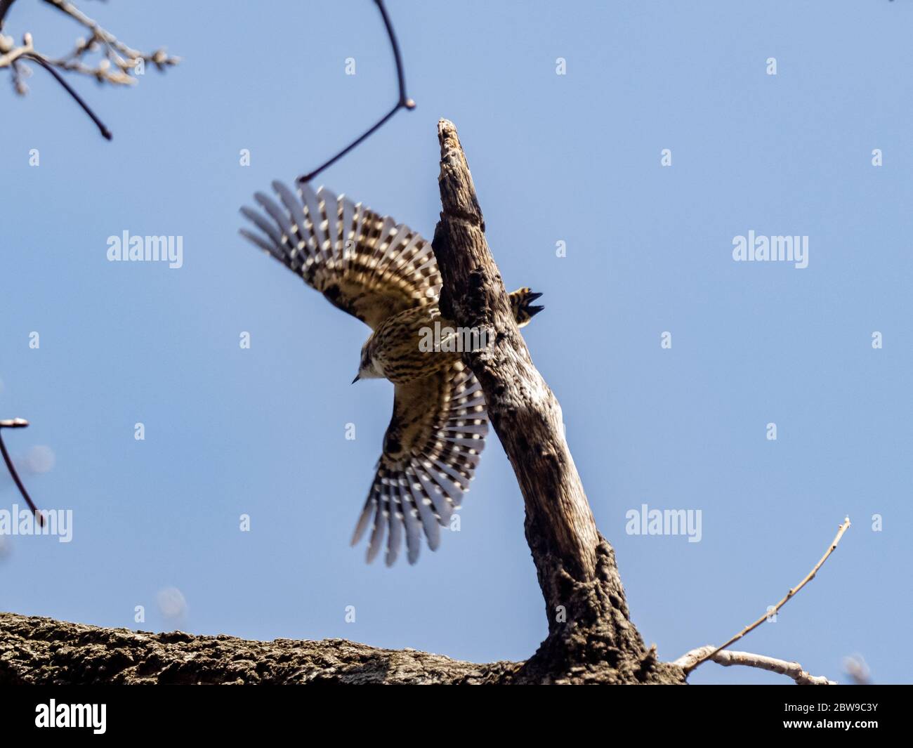 A Japanese pygmy woodpecker, Yungipicus kizuki, perches on the trunk on ...