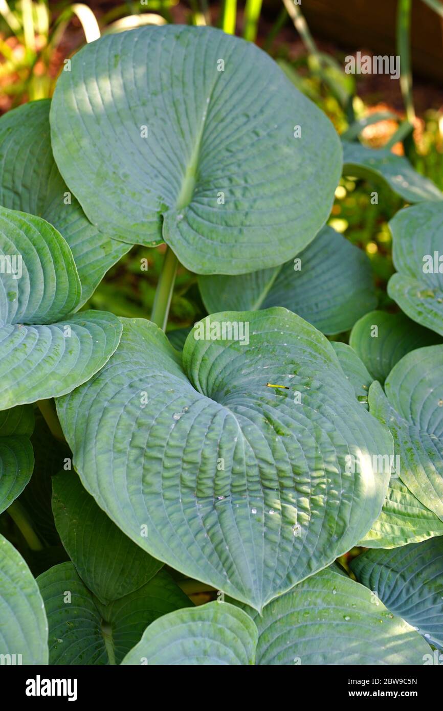 Border of green hosta plants in the shade garden Stock Photo - Alamy