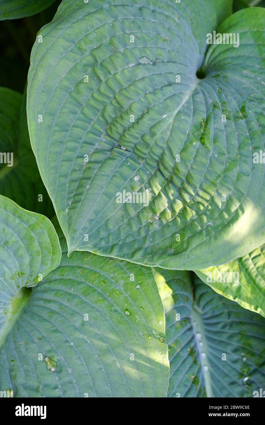 Border of green hosta plants in the shade garden Stock Photo - Alamy