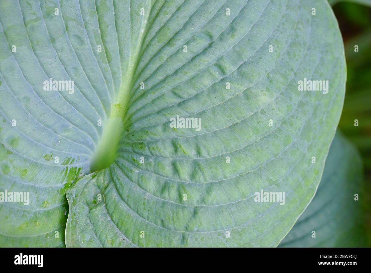 Border of green hosta plants in the shade garden Stock Photo - Alamy