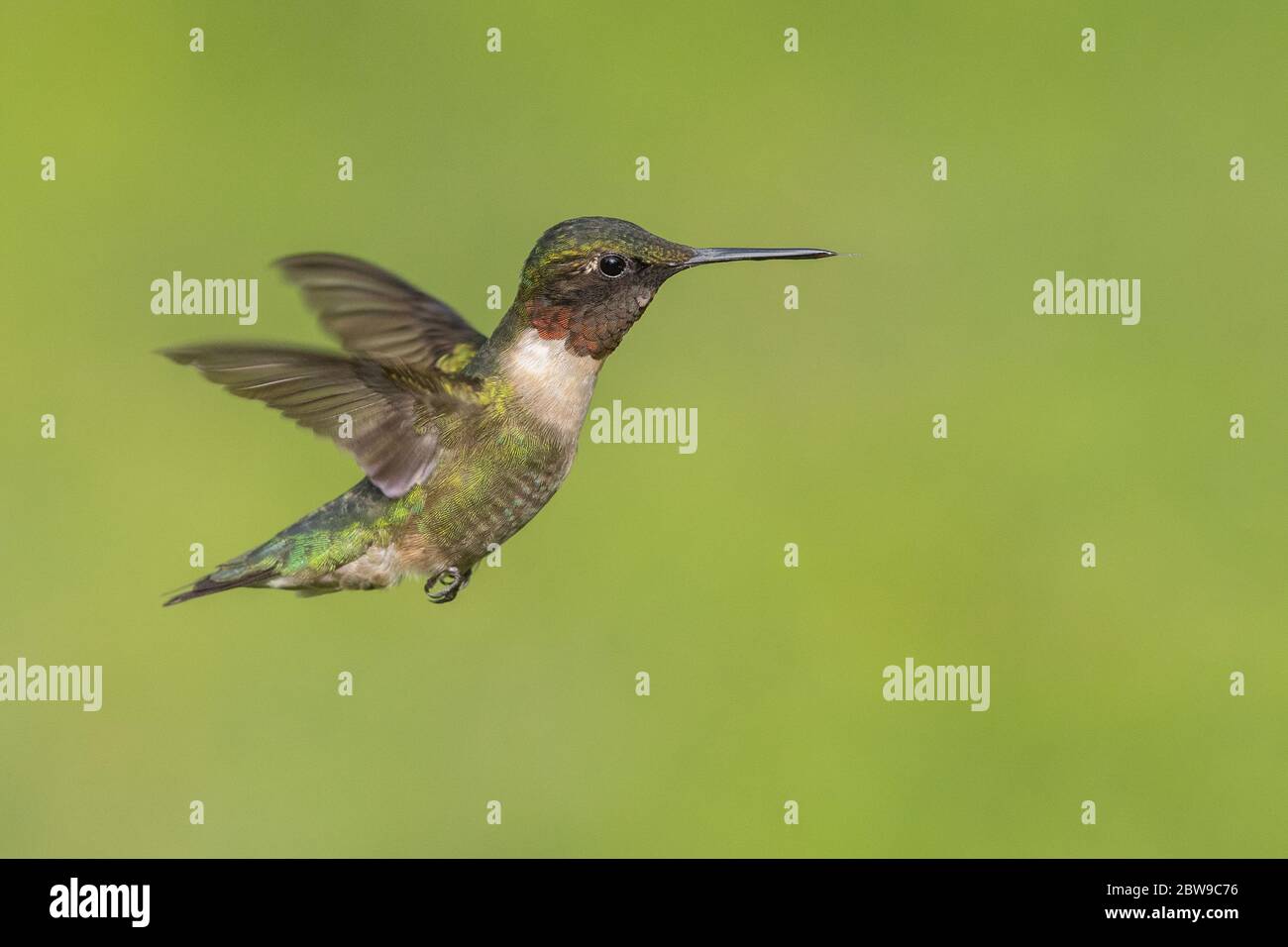 Ruby throated hummer hi-res stock photography and images - Alamy