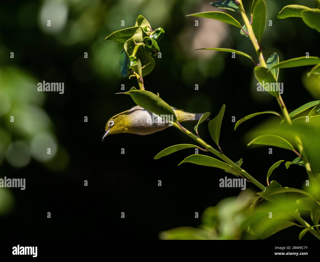 A Japanese white-eye, also called a warbling white-eye or mountain ...