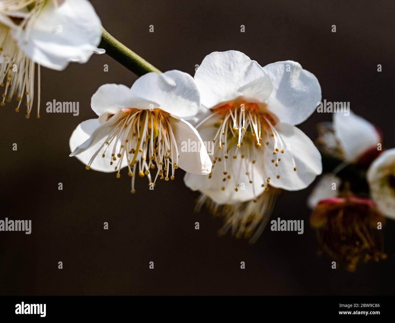 Japanese plums hi-res stock photography and images - Alamy