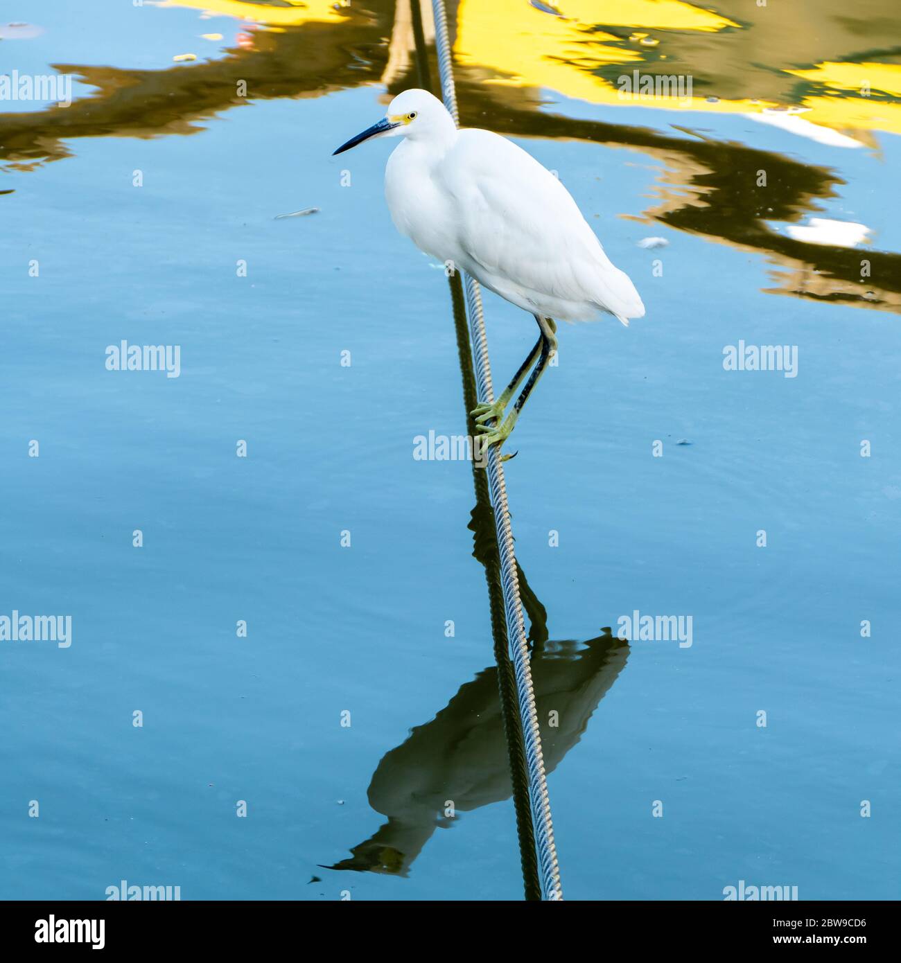 The elegant Great Egret. Great Egrets are tall, long-legged wading ...