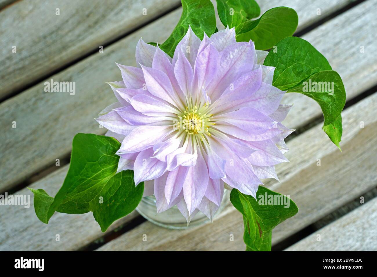 A double pink clematis flower in a vase Stock Photo - Alamy