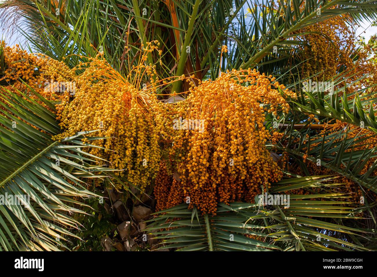 Ripe fruits hang on palm tree. Tropical fruits Stock Photo - Alamy