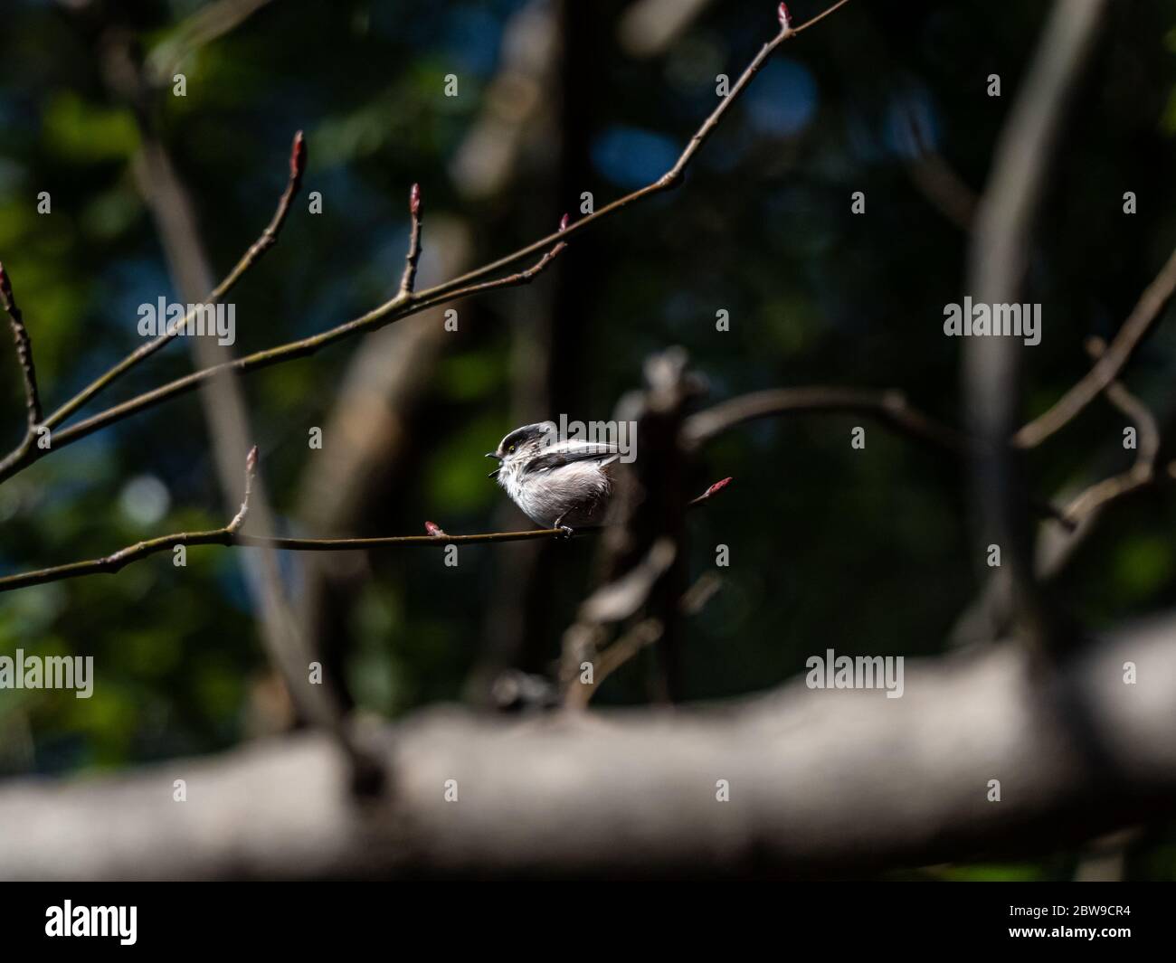 A cute little long-tailed bushtit, Aegithalos caudatus, perches in a ...