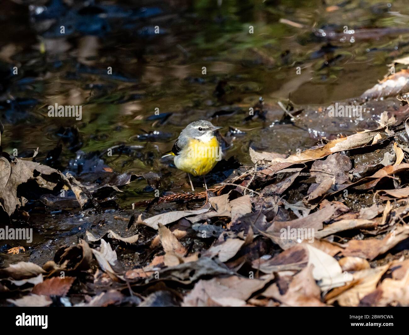 A Japanese gray wagtail, Motacilla cinerea, wades through a shallow ...