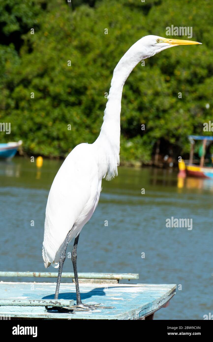 The elegant Great Egret. Great Egrets are tall, long-legged wading ...