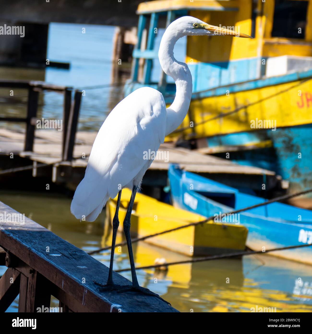 The elegant Great Egret. Great Egrets are tall, long-legged wading ...