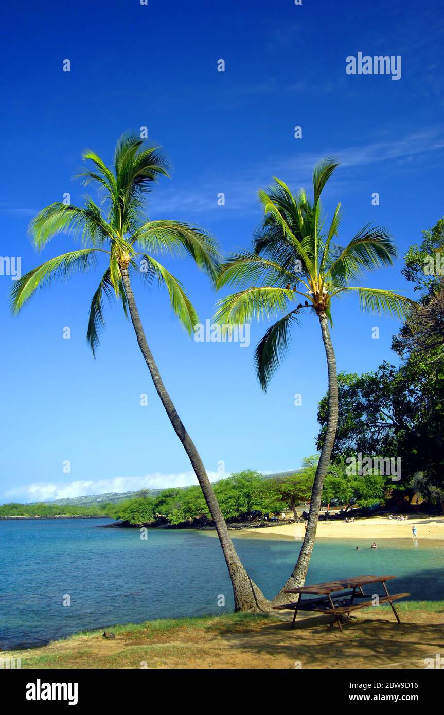 Vivid blue skies frame two split palm trees on a beach on the Kohala ...