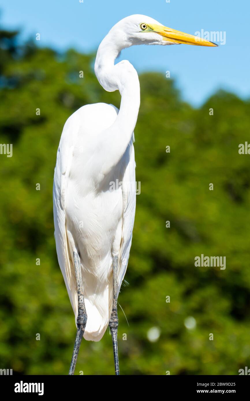 The elegant Great Egret. Great Egrets are tall, long-legged wading ...