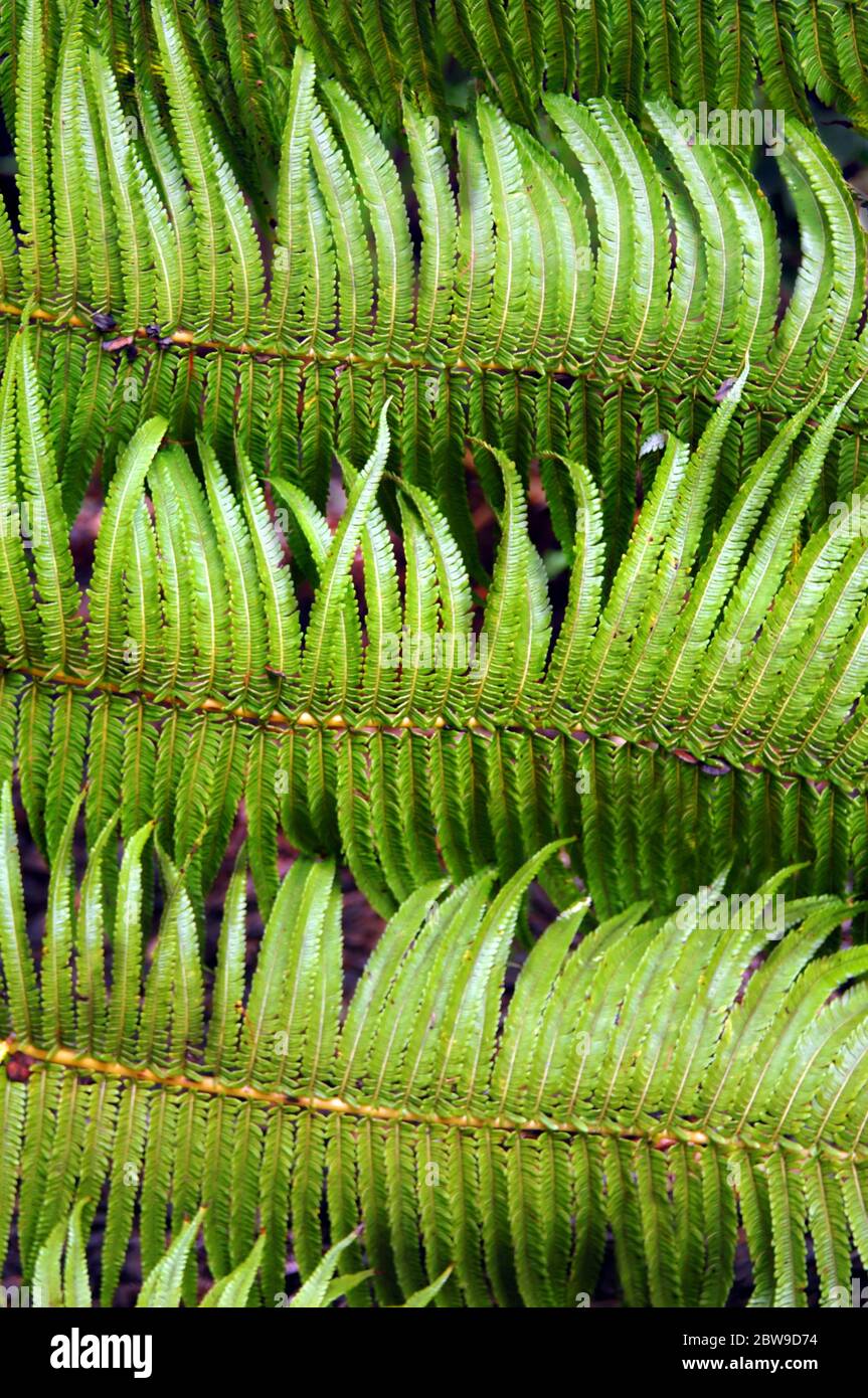 Fern leaves form lush green background as three fern fronds form ...