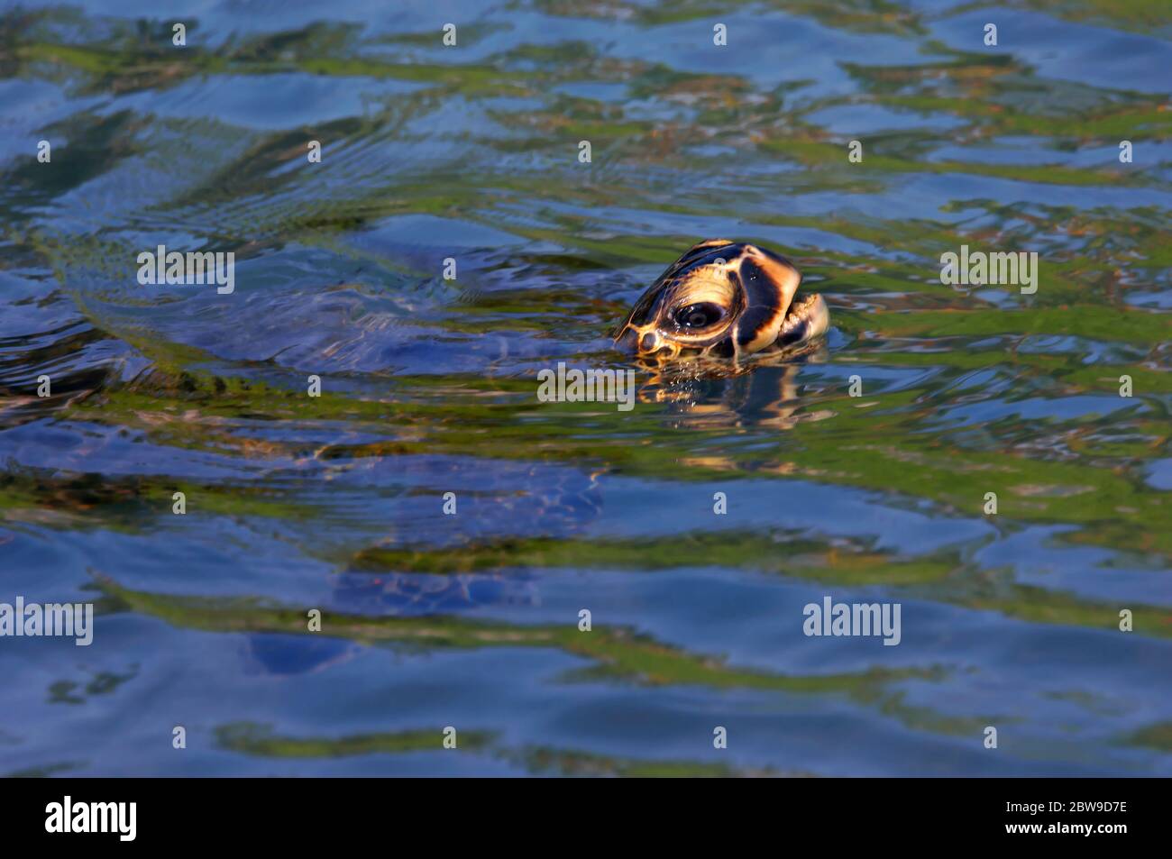 Green sea turtle surfaces for air in Honaunau Bay on the Big Island of ...