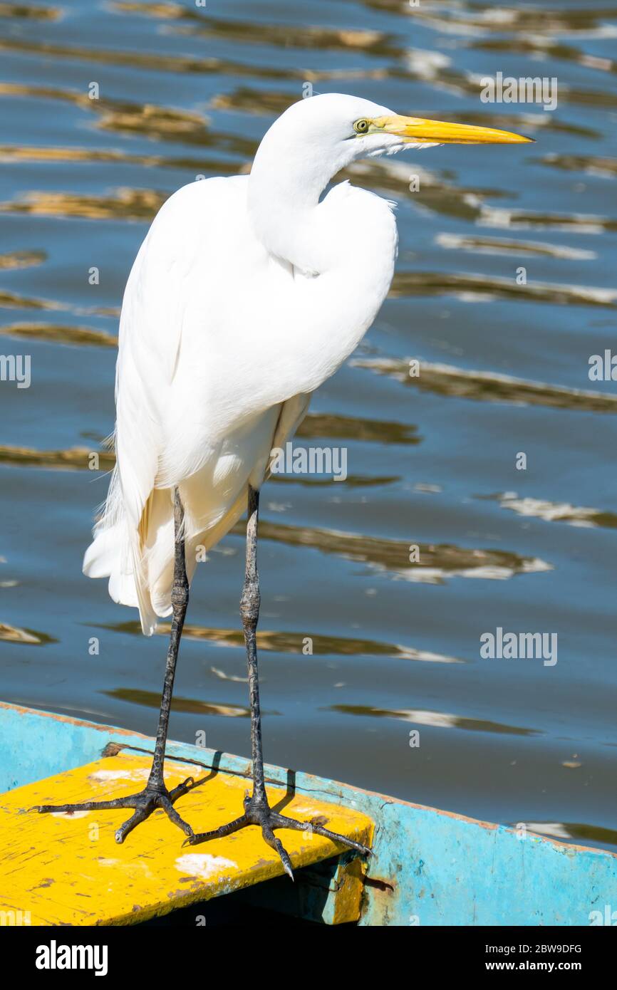The elegant Great Egret. Great Egrets are tall, long-legged wading ...