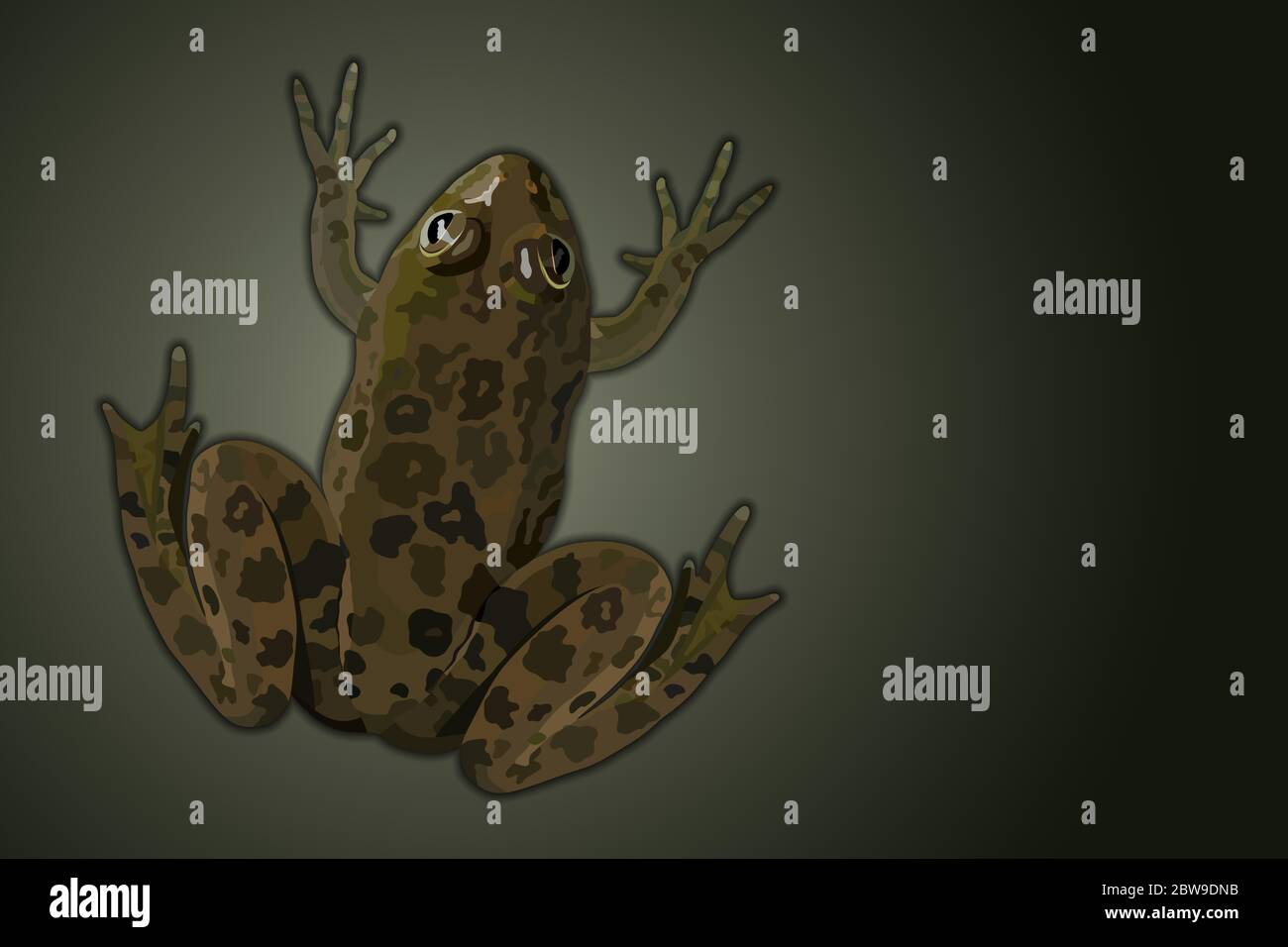 Common edible frog Stock Vector Images - Alamy