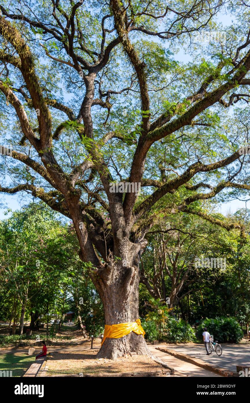 Wide Tree With Branches