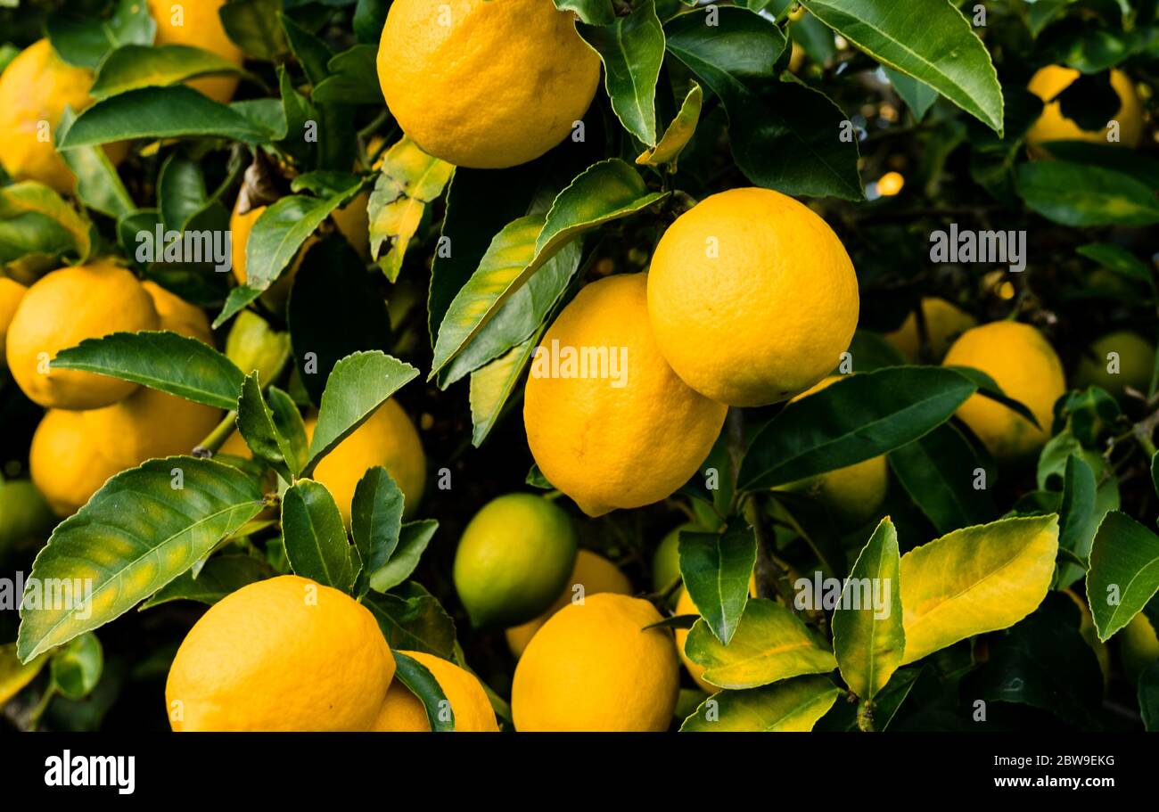Beautiful Yellow Lemon Tree with round fruit in back Garden ready for ...
