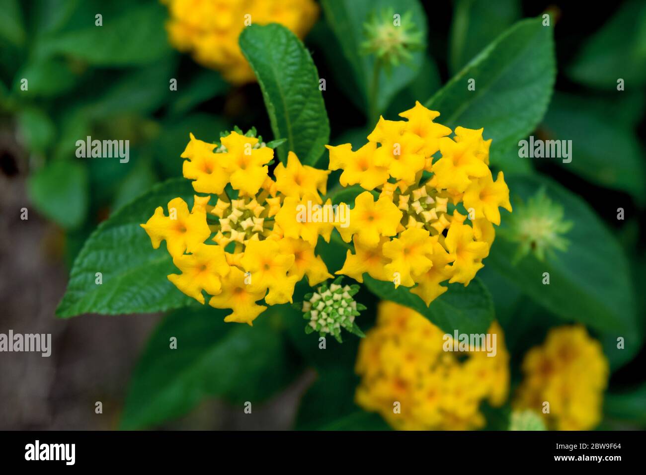 Yellow Lantana Camara flower Stock Photo - Alamy