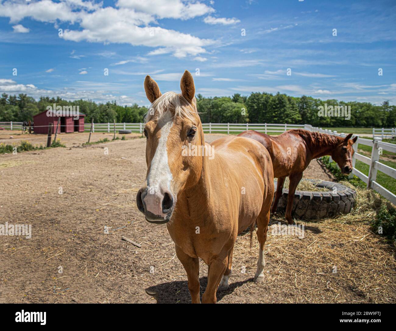 Horses In a pasture on a beautiful day with one rider Stock Photo - Alamy