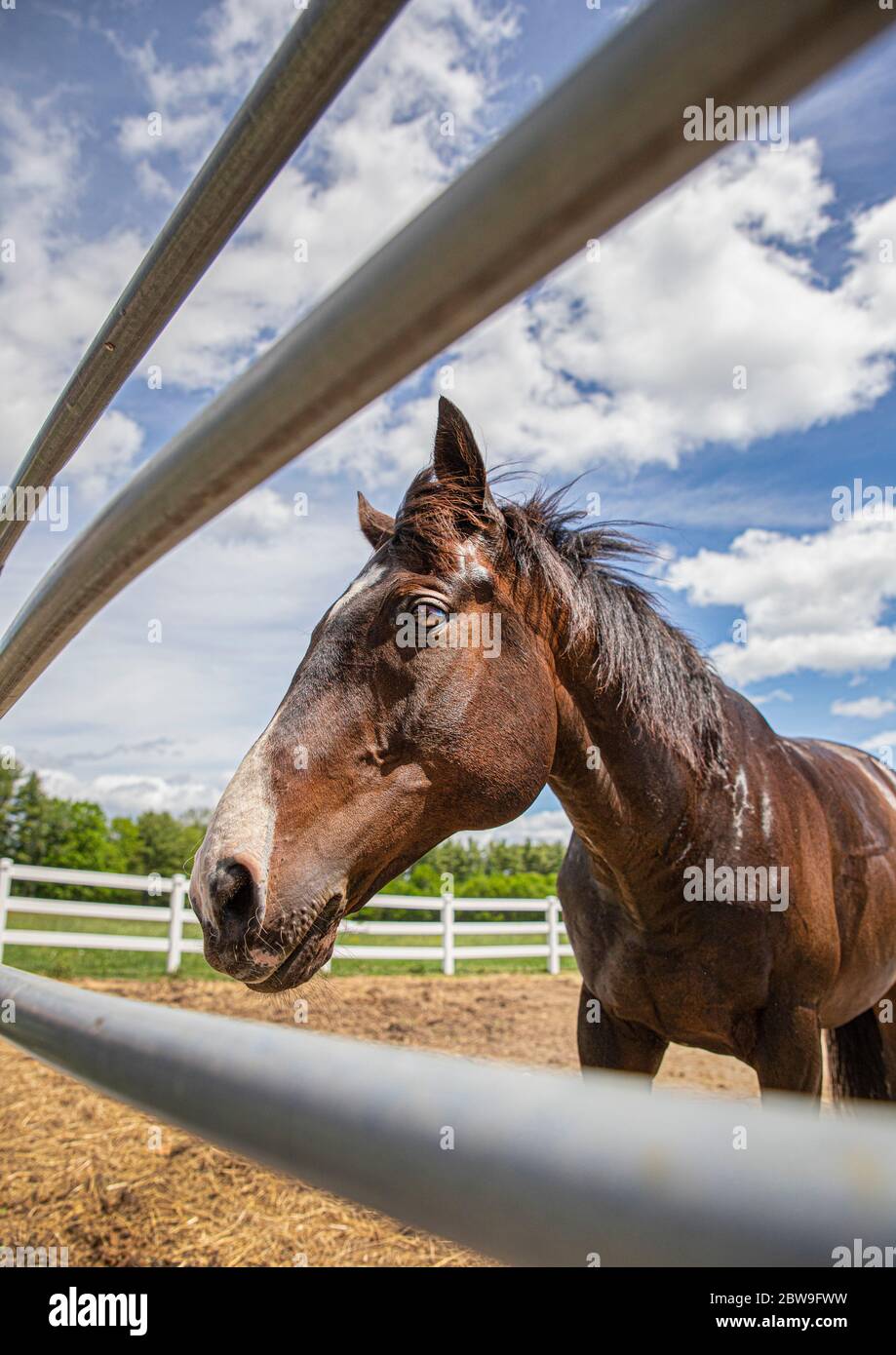 Horses In a pasture on a beautiful day with one rider Stock Photo - Alamy