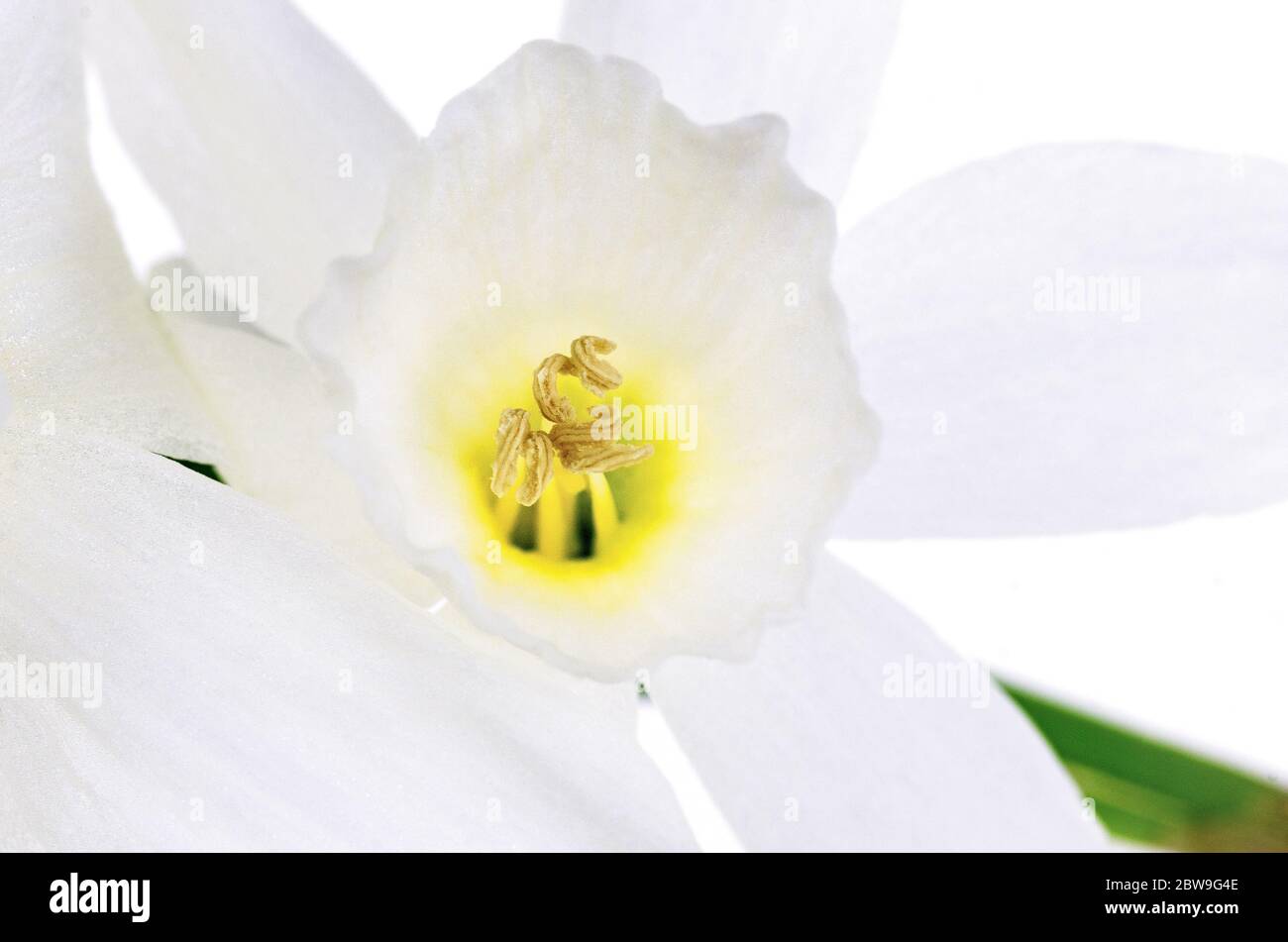Close up of the flowers of Narcissus triandrus 'Thalia' Stock Photo - Alamy