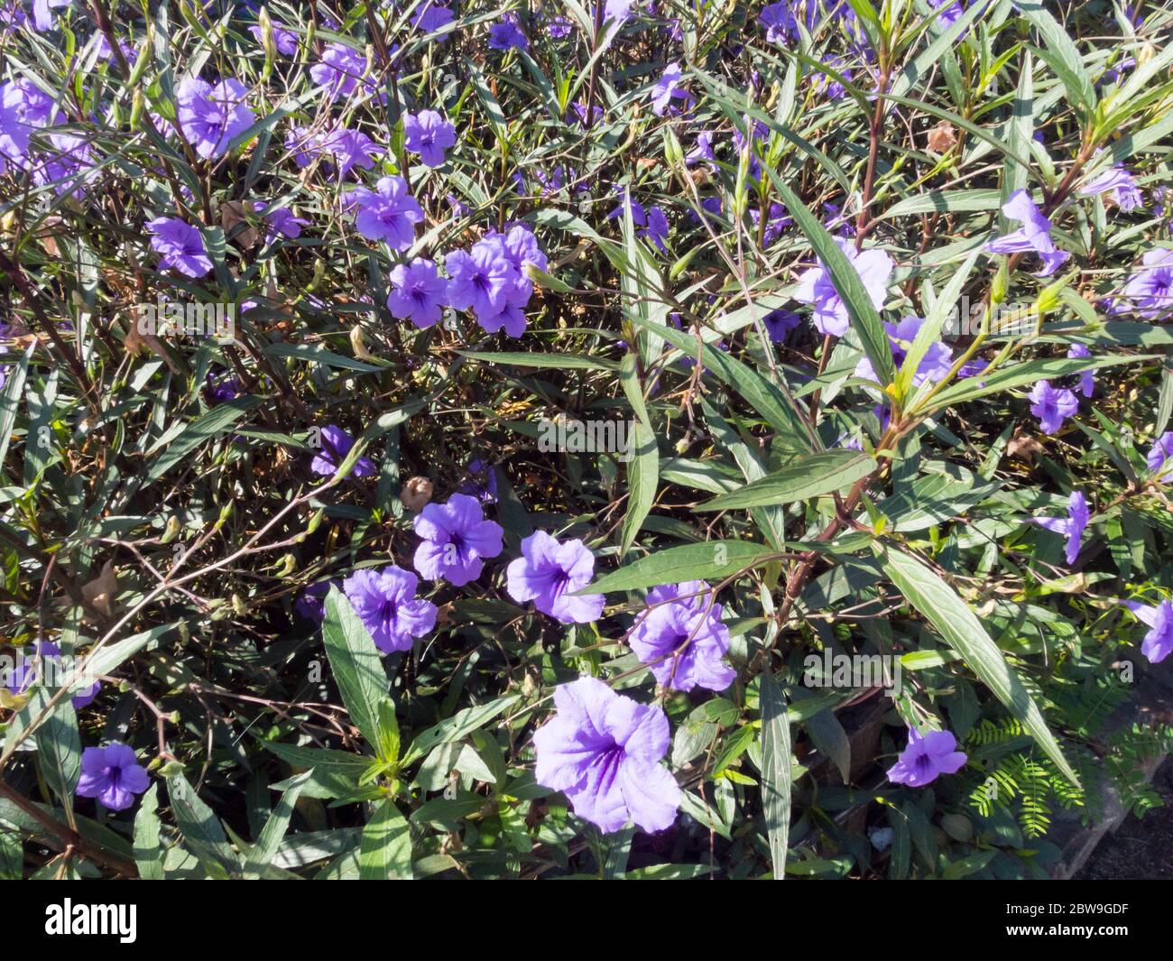 Violet flower in Summer flowers Stock Photo - Alamy
