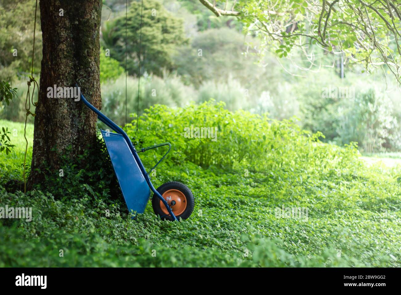 A blue wheelbarrow in a green garden Stock Photo - Alamy