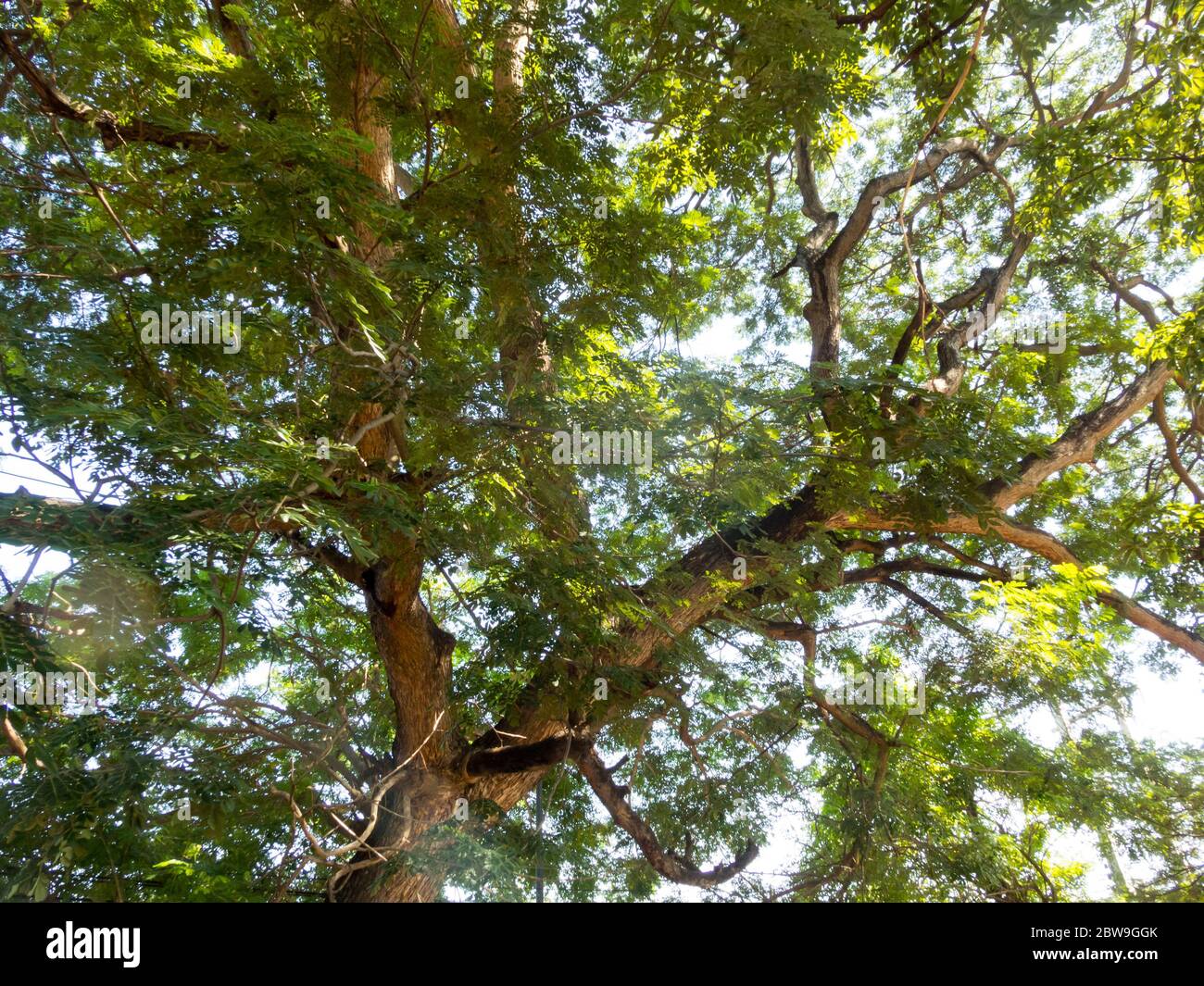 The trees are large, with many branches Stock Photo - Alamy