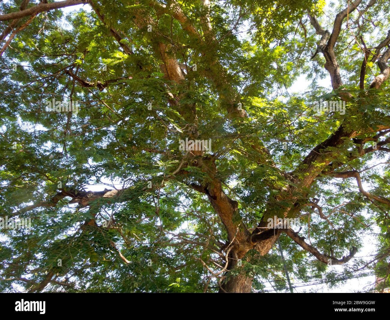 The trees are large, with many branches Stock Photo - Alamy