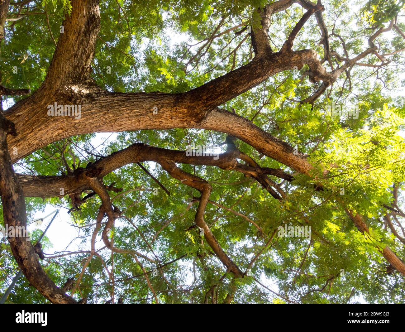 The trees are large, with many branches Stock Photo - Alamy