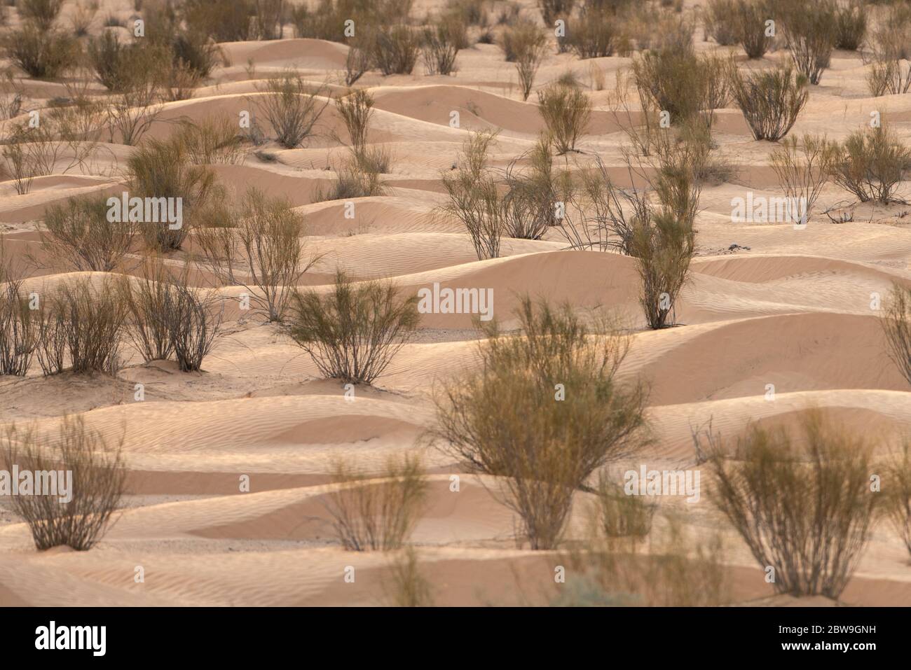 Ksar ghilane hi-res stock photography and images - Alamy