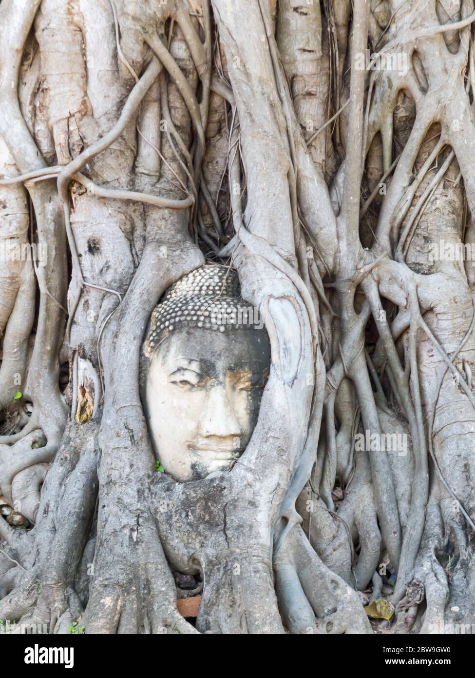 Ayutthaya Buddha Head statue with trapped in Bodhi Tree roots at Wat ...