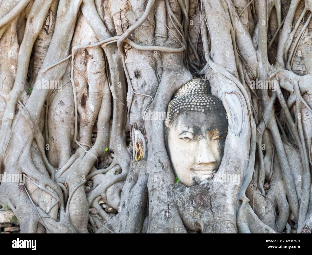 Ayutthaya Buddha Head statue with trapped in Bodhi Tree roots at Wat ...