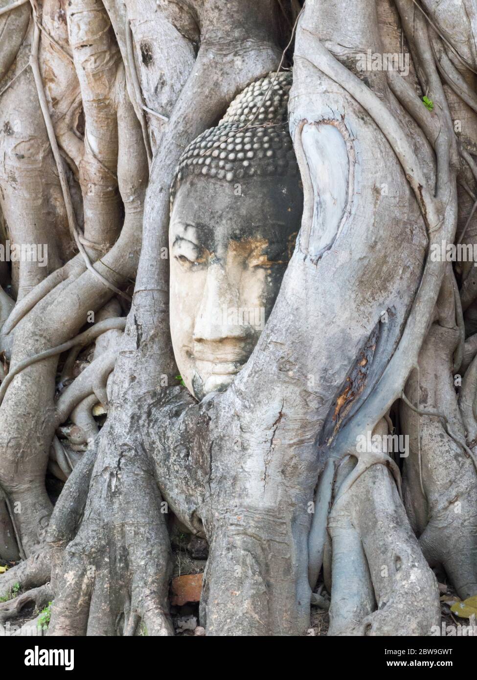 Ayutthaya Buddha Head statue with trapped in Bodhi Tree roots at Wat ...