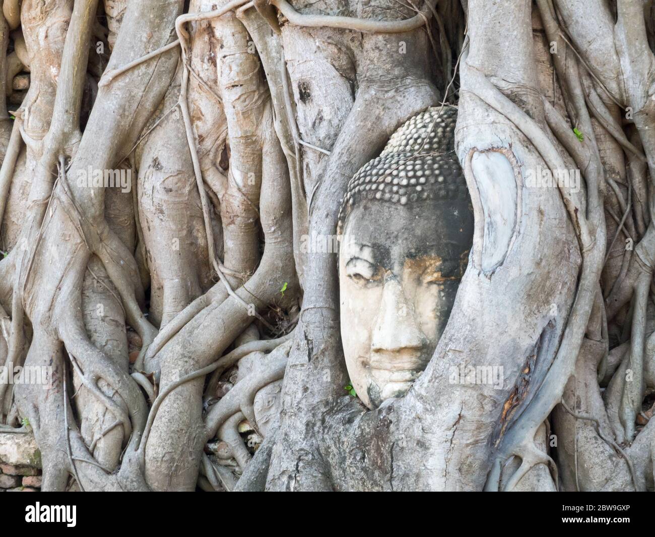 Ayutthaya Buddha Head statue with trapped in Bodhi Tree roots at Wat ...