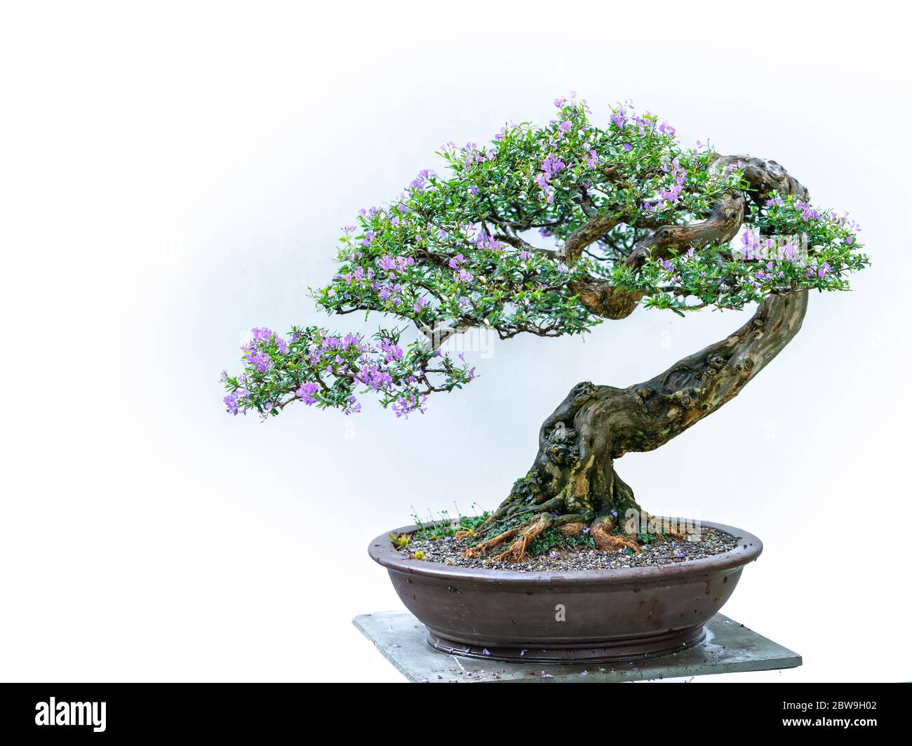 Bonsai tree isolated on white background in a pot plant with many ...