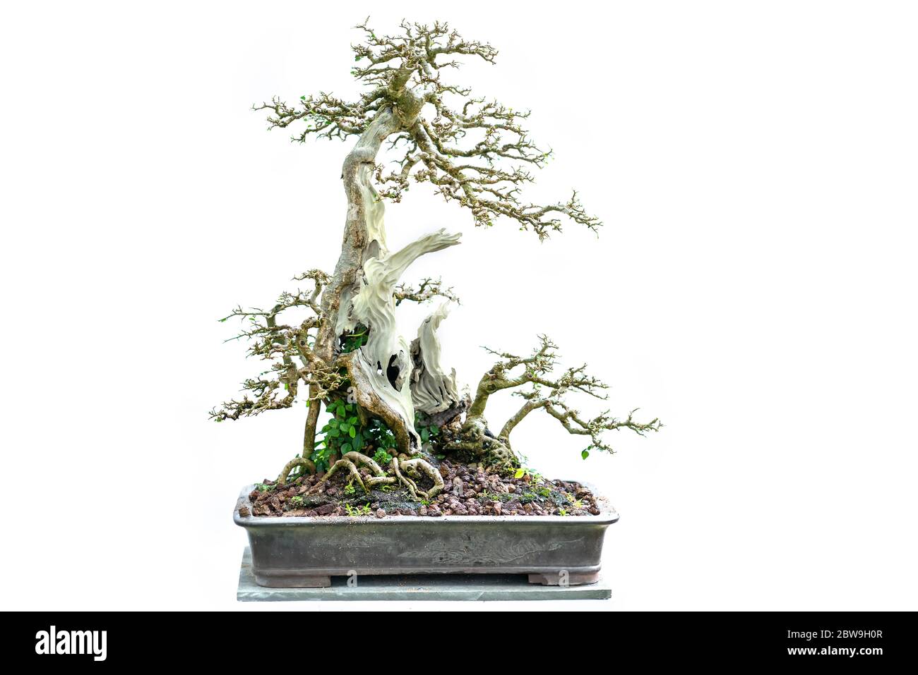 Bonsai tree isolated on white background in a pot plant with many ...