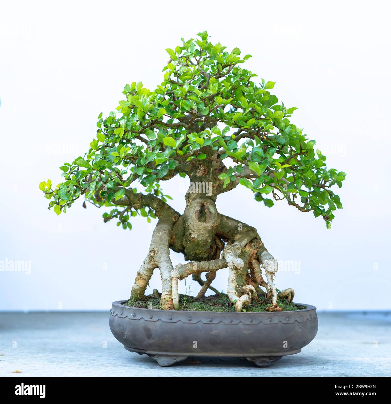 Bonsai tree isolated on white background in a pot plant with many ...