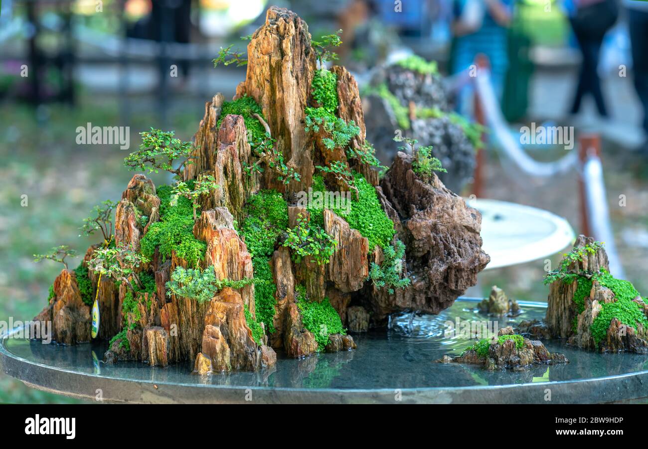 Penjing miniature in a tray in the shape of the stem is shaped create ...
