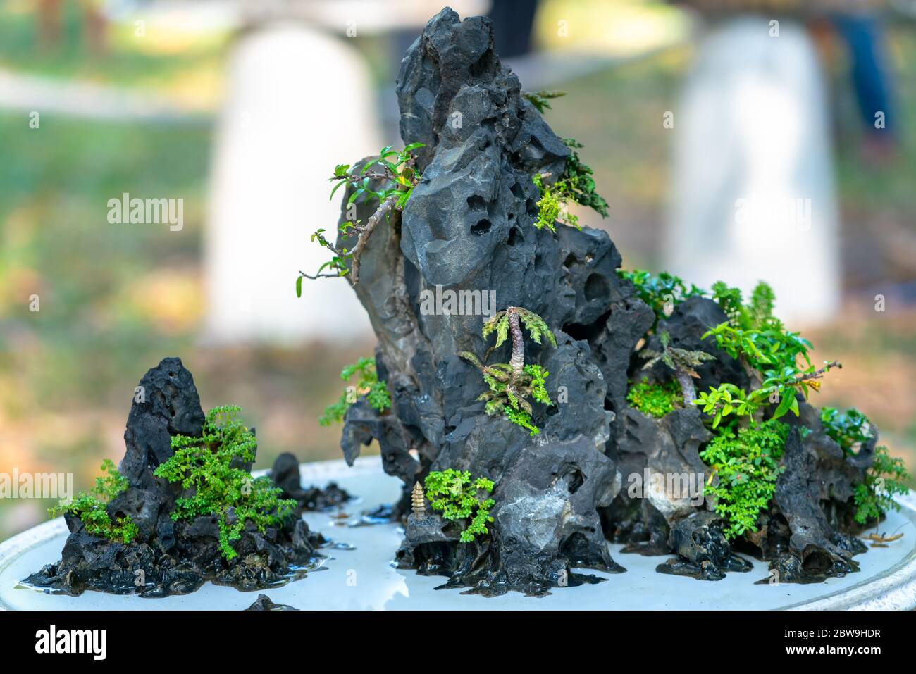 Penjing miniature in a tray in the shape of the stem is shaped create ...