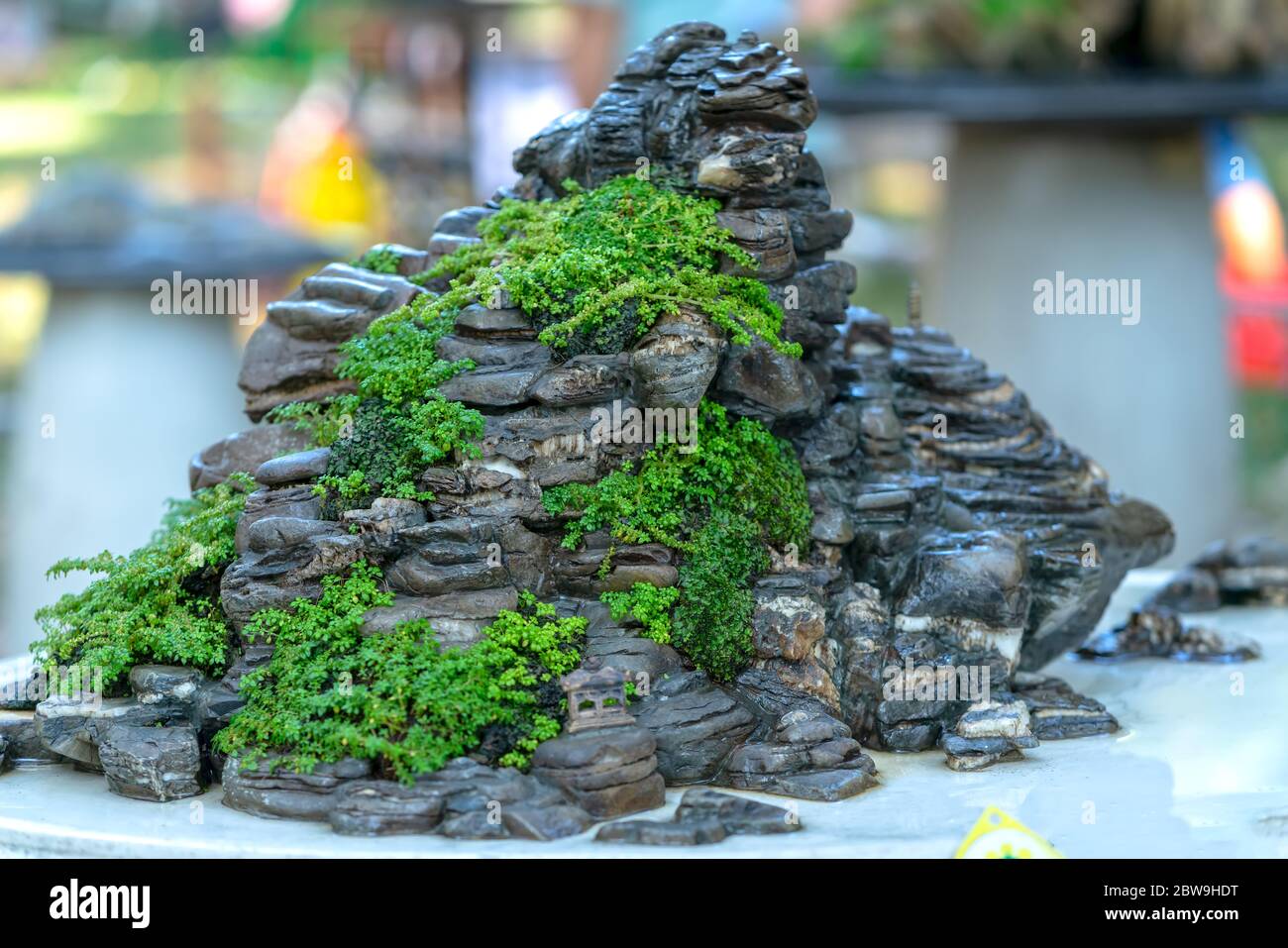 Penjing miniature in a tray in the shape of the stem is shaped create ...
